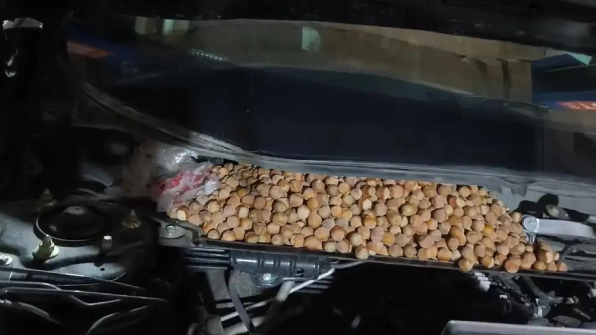 Un conductor oye ruidos raros bajo el capó de su coche y se topa con 18 kilos de avellanas