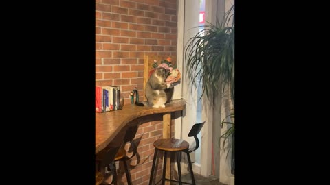 China: Qingdao Cat Goes Viral for Adorable “Beckoning” at Café Counter