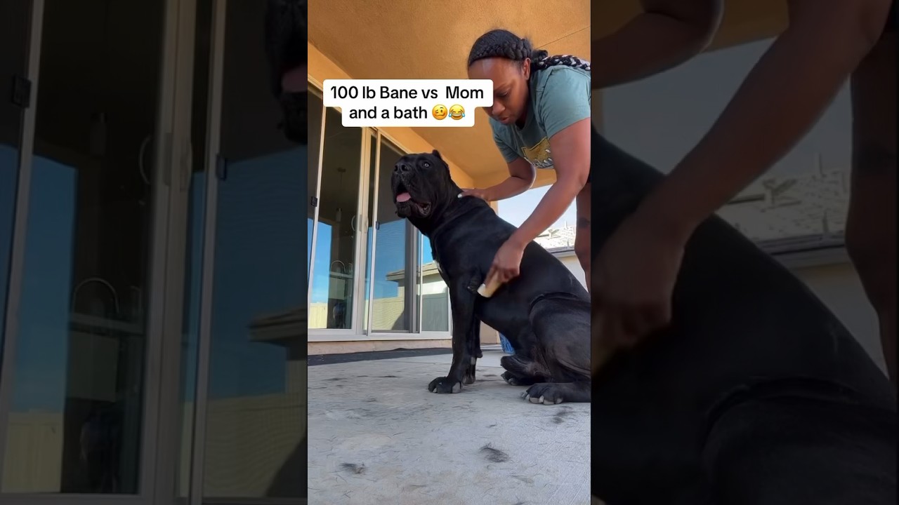 100-lb dog vs. mom in the ultimate bath showdown