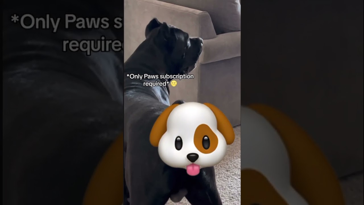 Dog steals everything when he’s not the star