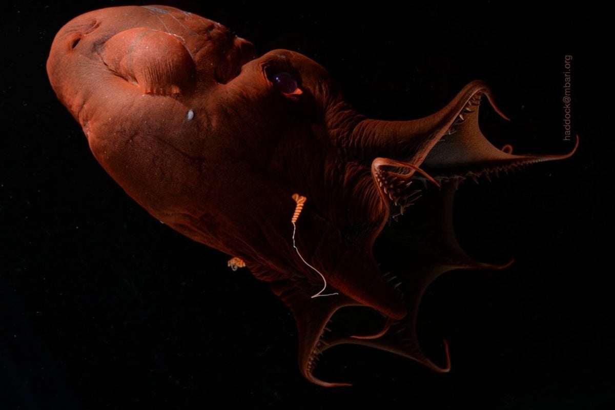 DNA of ‘vampire squid from hell’ helps explain how octopuses evolved