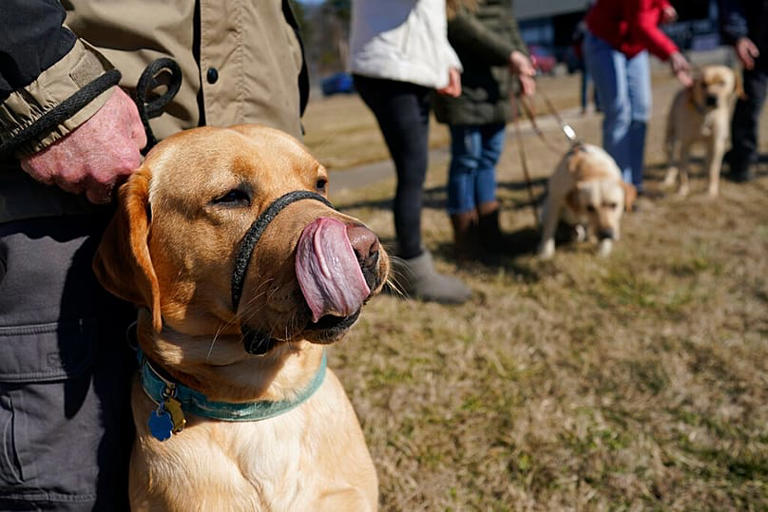 Os olhos que veem com o coração: o poder dos cães-guia