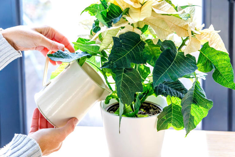 How to Pick a Poinsettia That Won’t Die as Soon as You Get It Home
