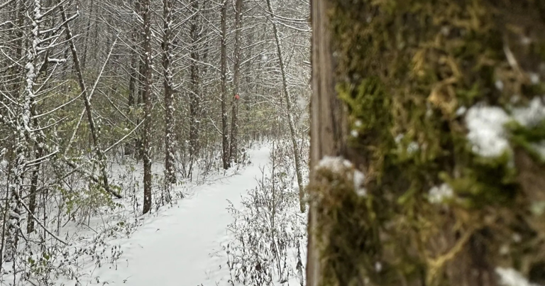 This Scenic Missouri Hike Is Even Better in the Winter
