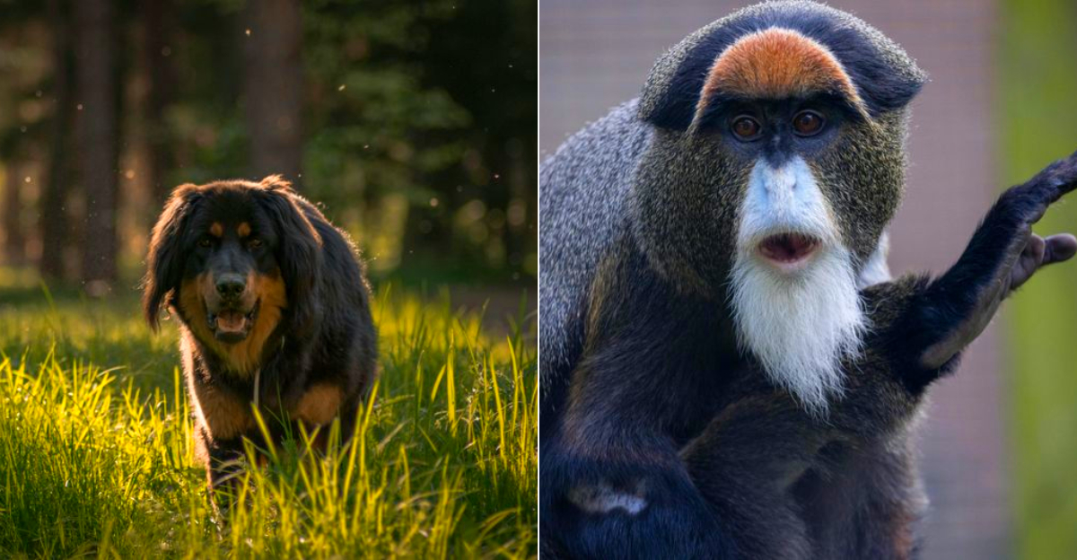 The Most Expensive Pets In The World