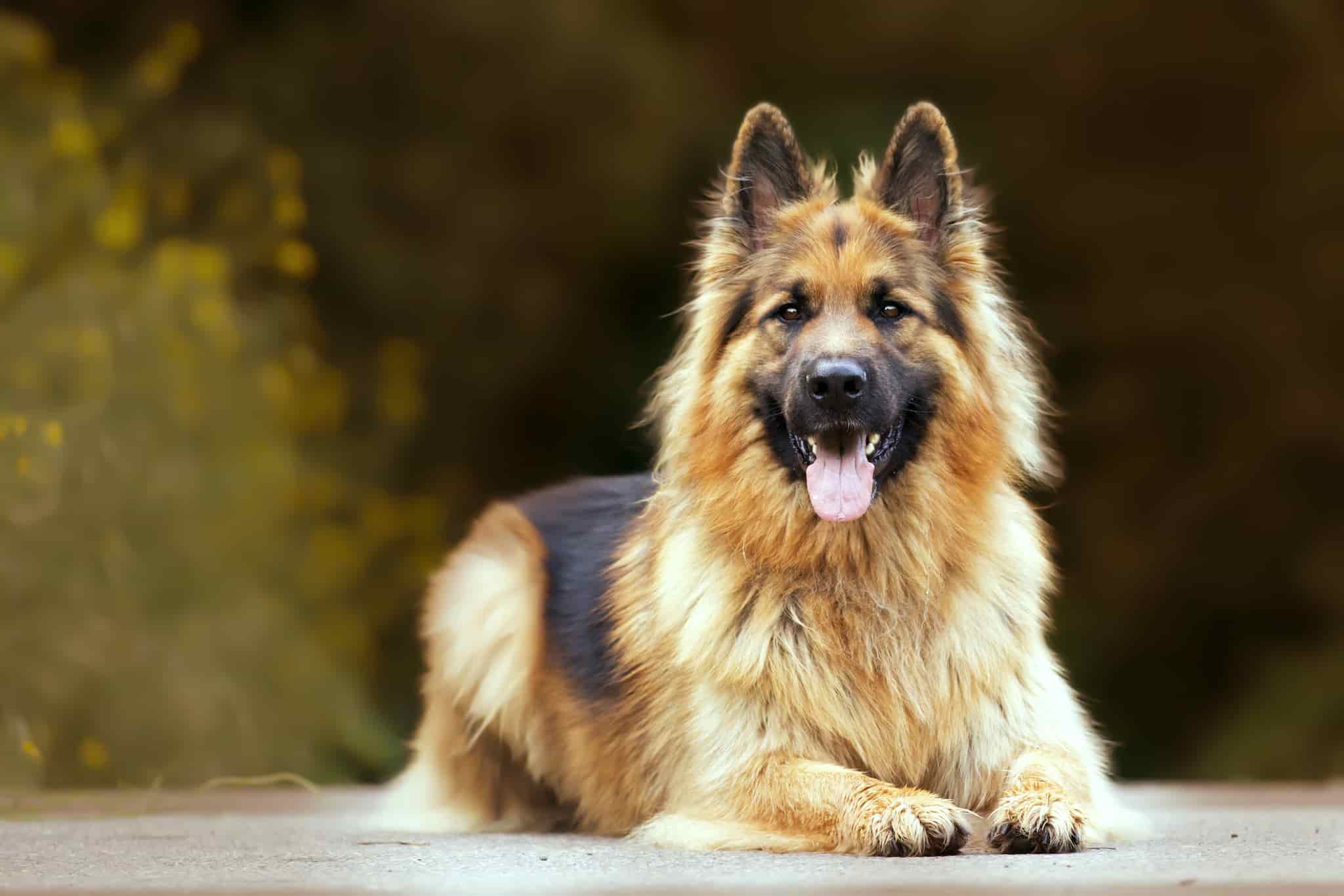 Guide to German Shepherd Dog: Personality, Training, Care and Traits