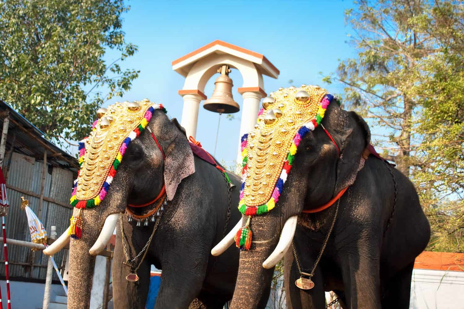 The Sacred Status of Cows, Elephants, and Monkeys in Hinduism