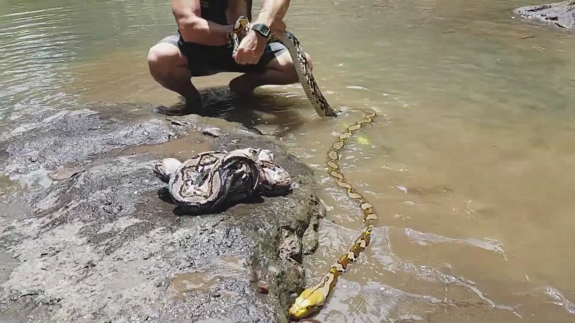 Close encounter with a large python resulting in an unexpected bite