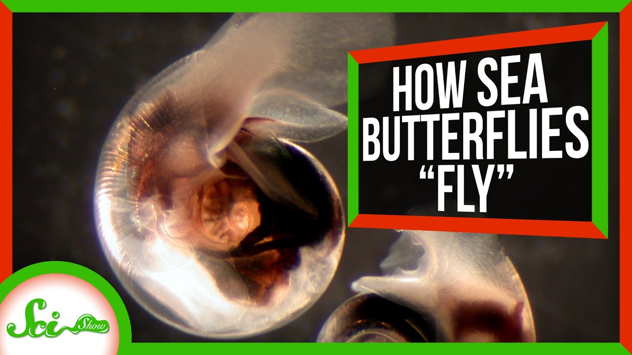 How sea butterflies 'fly' in water