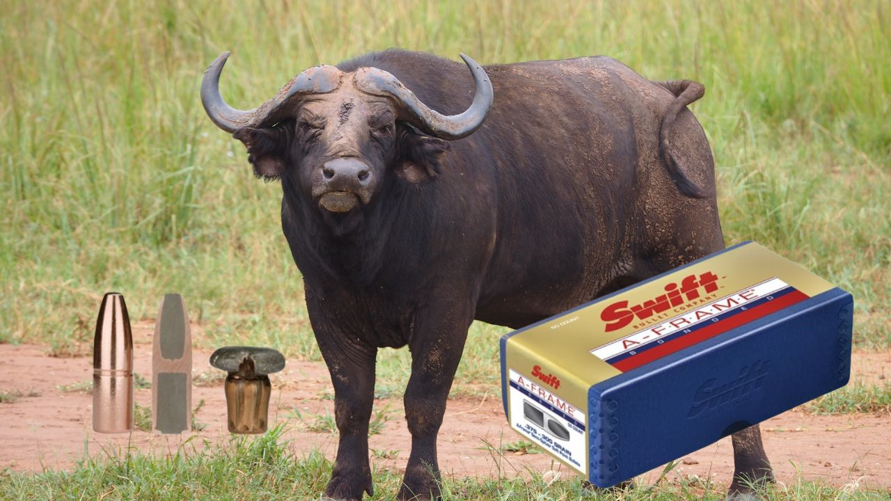 Why the Swift A-Frame became the go-to bullet for buffalo and other ...