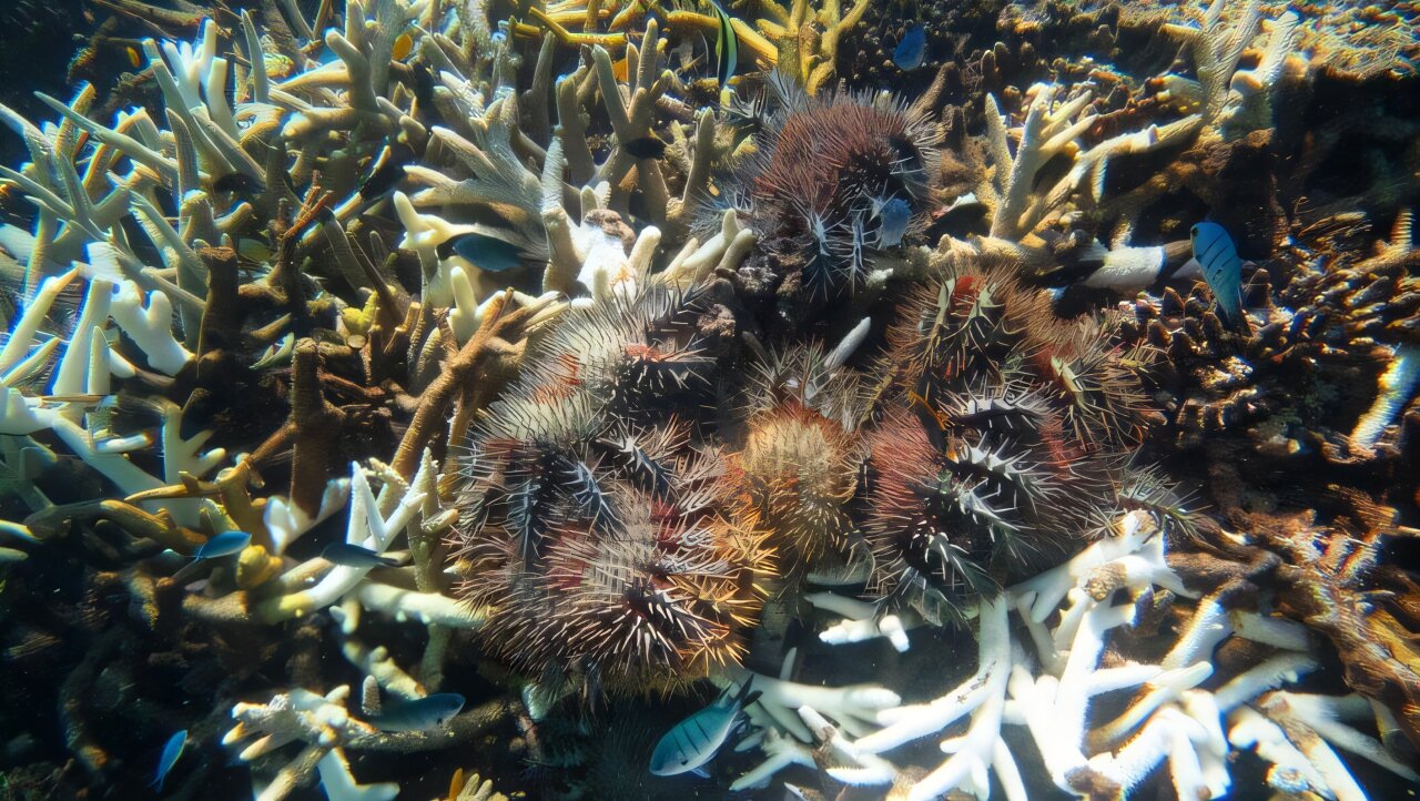 Fish protection curbs crown-of-thorns starfish outbreaks across the ...
