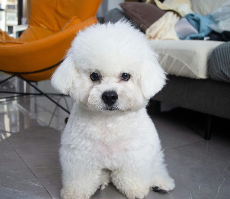 The Dog Breeds With The Softest Coats