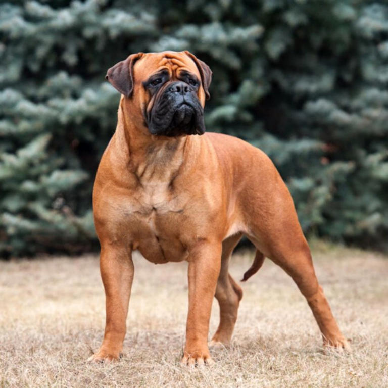 Guard dogs: 12 breeds that will protect you with their lives and love ...