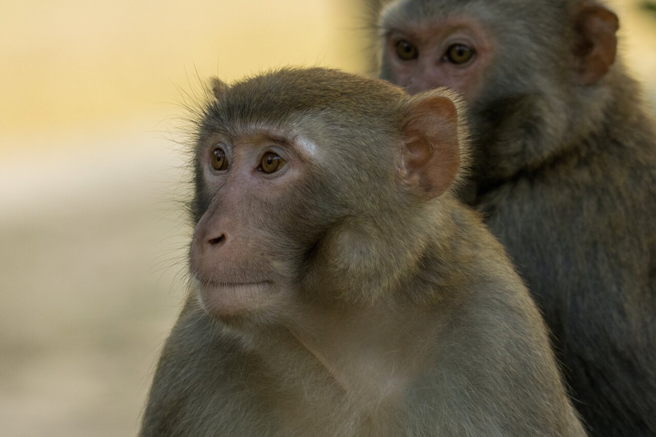Monkeys have rhythm and can tap along to the beat (with a little help ...