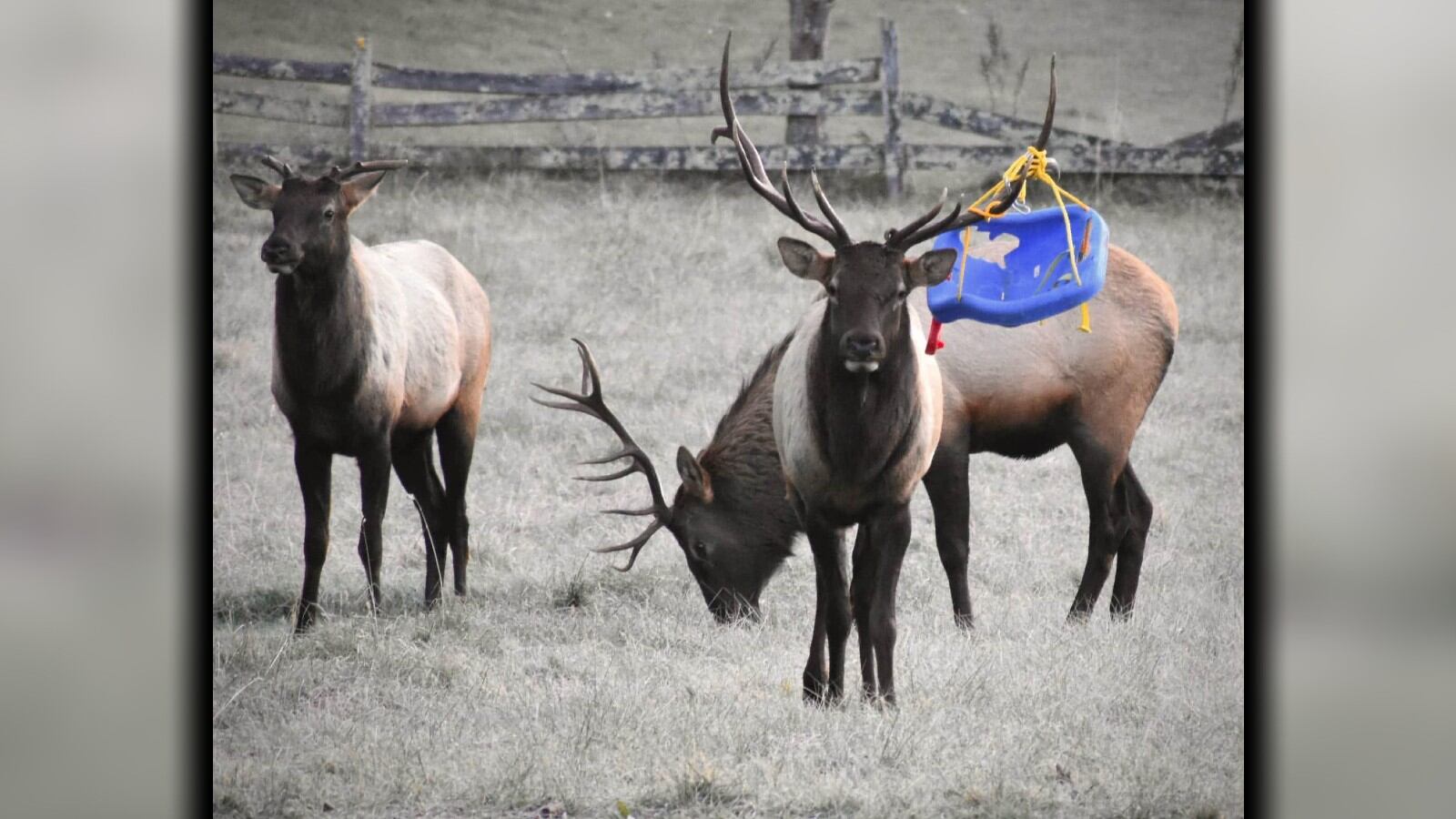Elk Spotted With Swing Tangled In Antlers In Western North Carolina