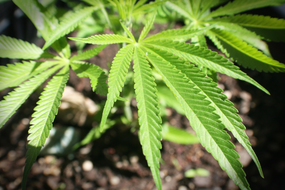 Up in smoke: Should businesses still drug test for marijuana?