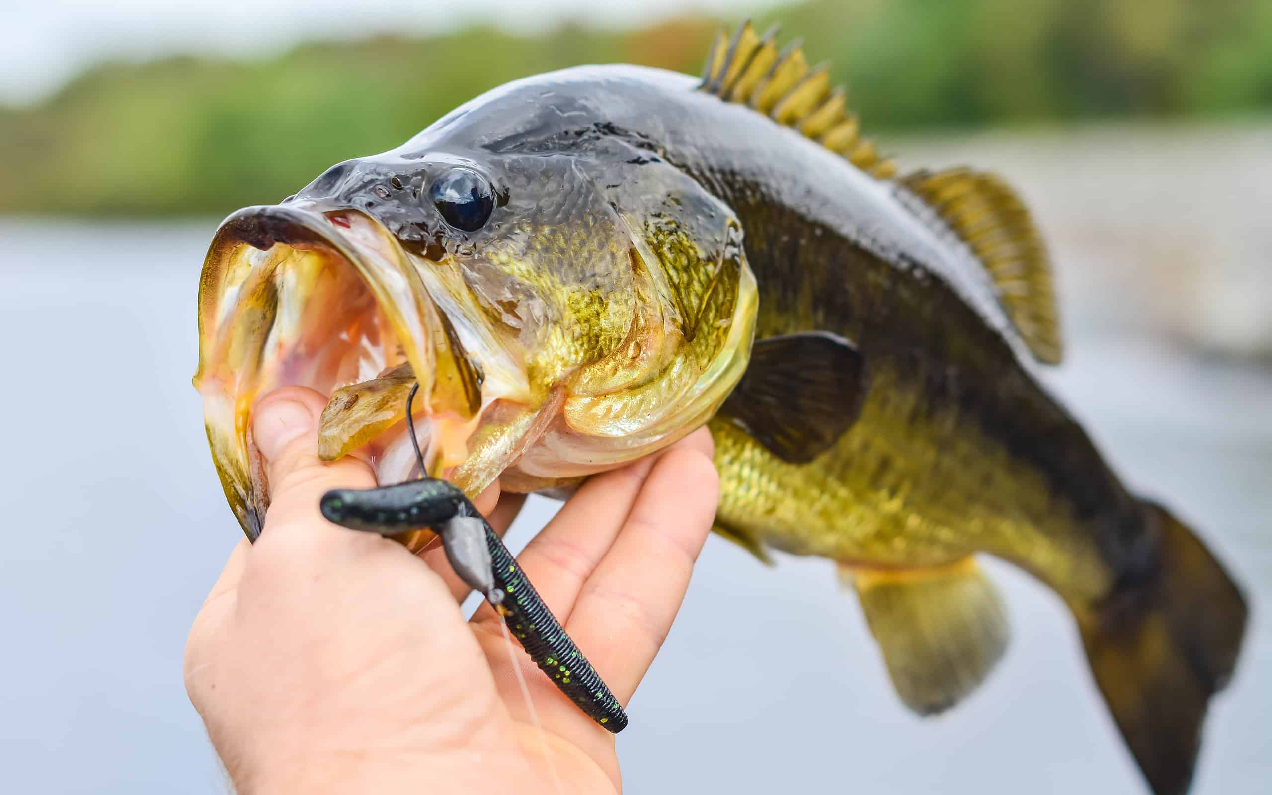How the largest largemouth bass ever caught reached a record 22 pounds