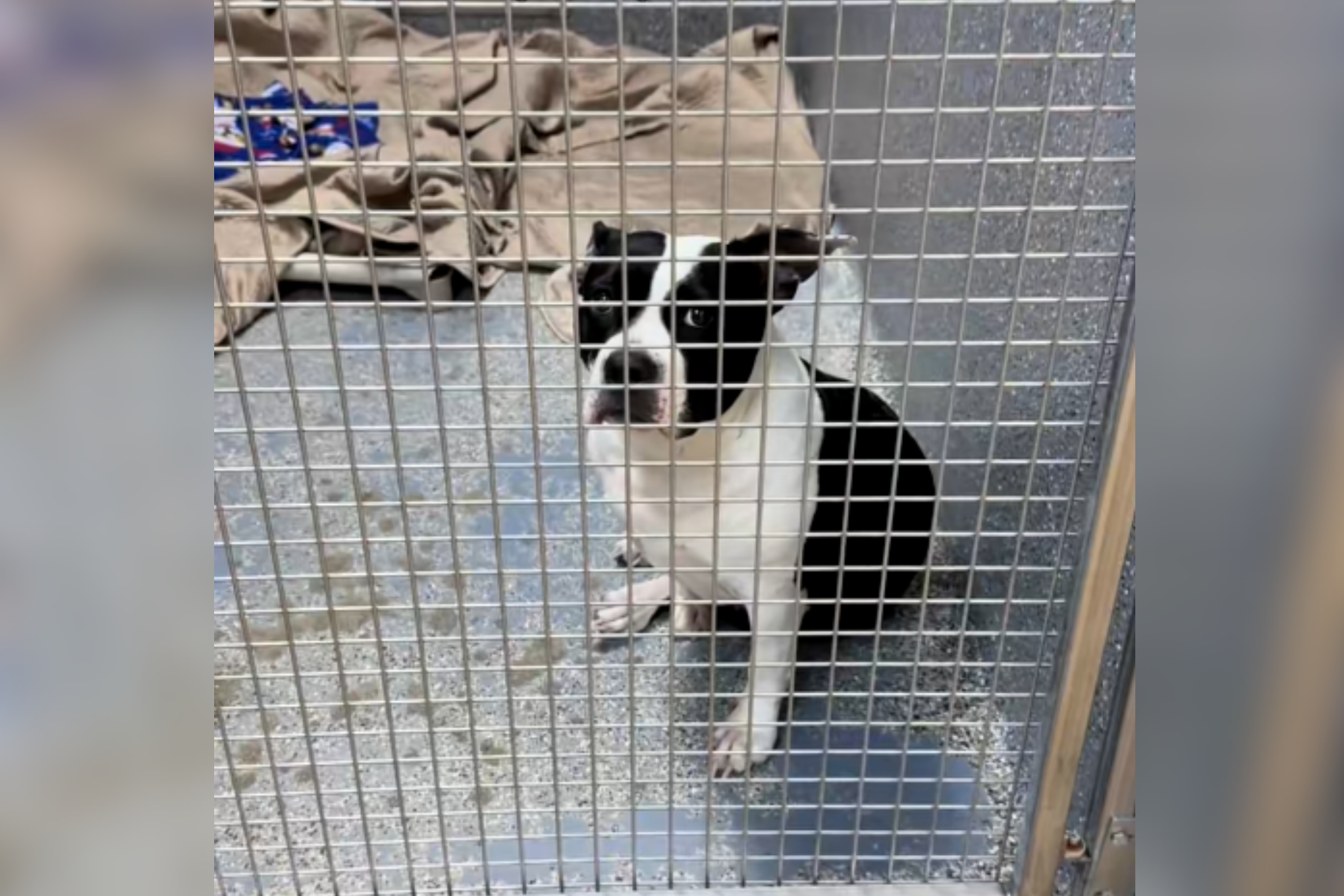 Heartbreak as 8-year-old dog dumped at shelter starts to give up hope