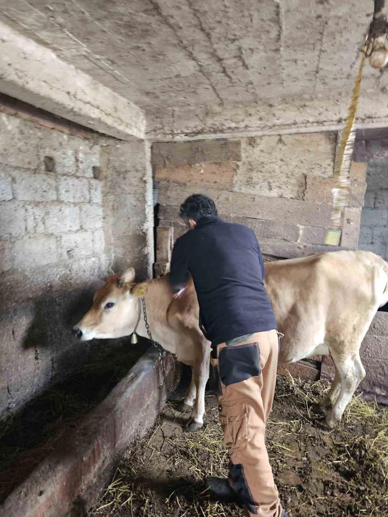 Giresun’da 450 binden fazla hayvan aşılandı