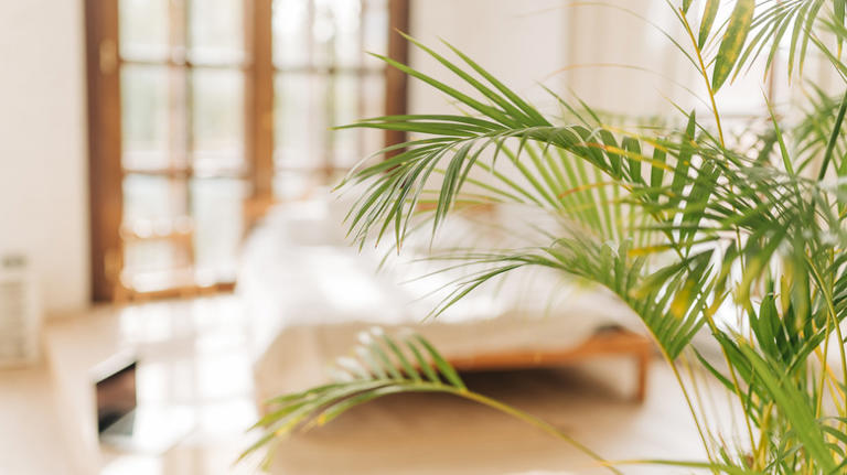 How Growing A Beautiful Palm Plant Indoors May Benefit Your Home