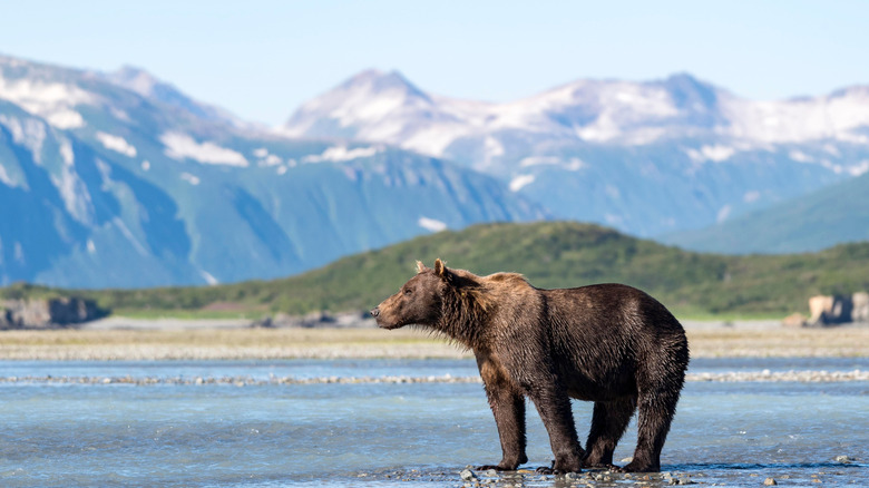 National Parks Where You're Almost Guaranteed To See A Bear
