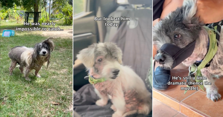 ‘Angriest Dog' Shows Big Change in Behavior in Transformation Video
