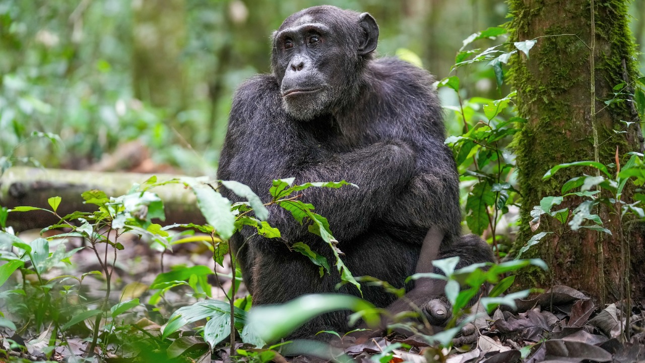 Chimpanzees Surprise Scientists With Rational Decision Making