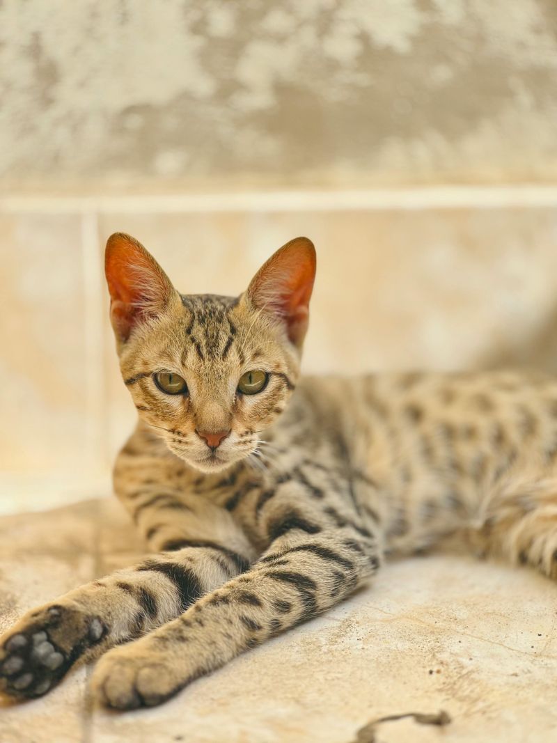 9 Unique Cats That Deserve The Spotlight
