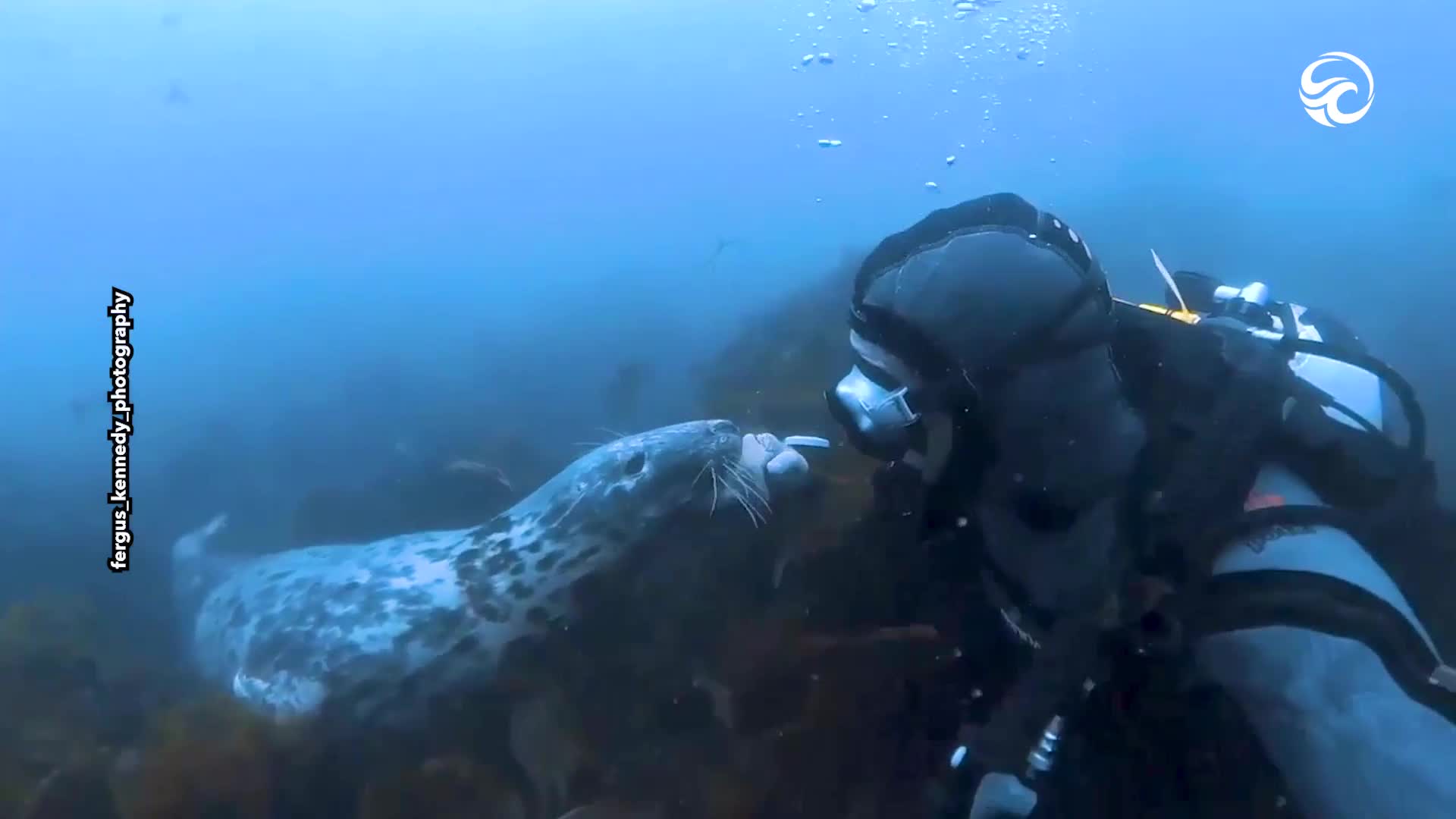 Playful seals steal the spotlight