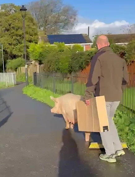 Gang of boisterous pigs on the loose causing havoc in residential streets