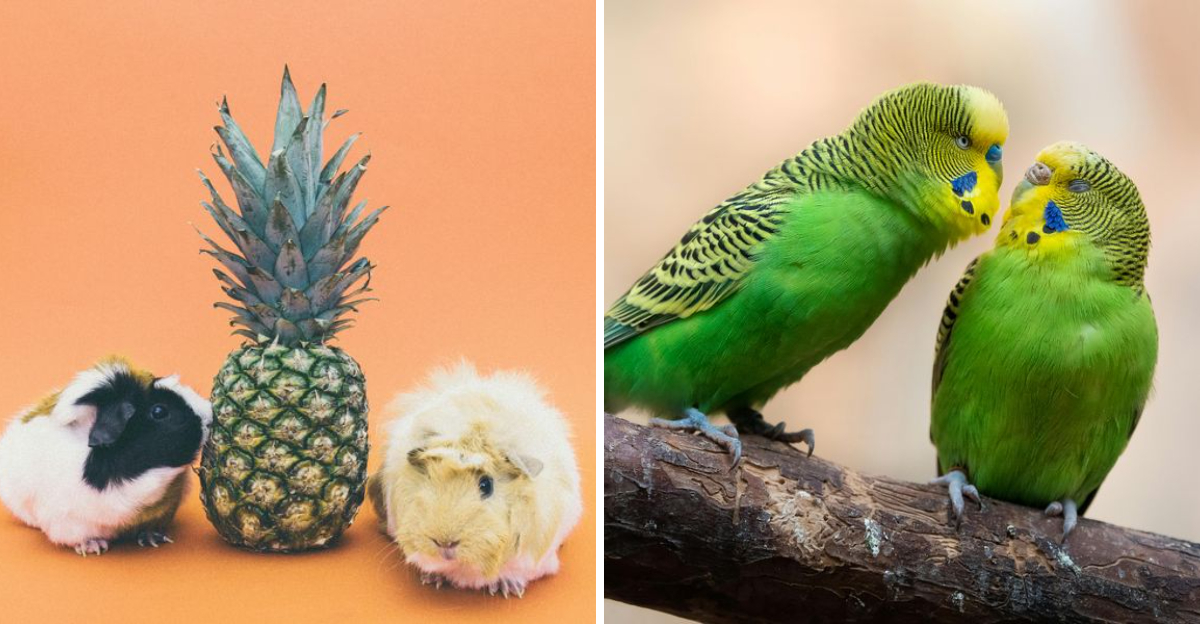 9 Cheap Pets That Are Easier To Care For Than Cats And Dogs