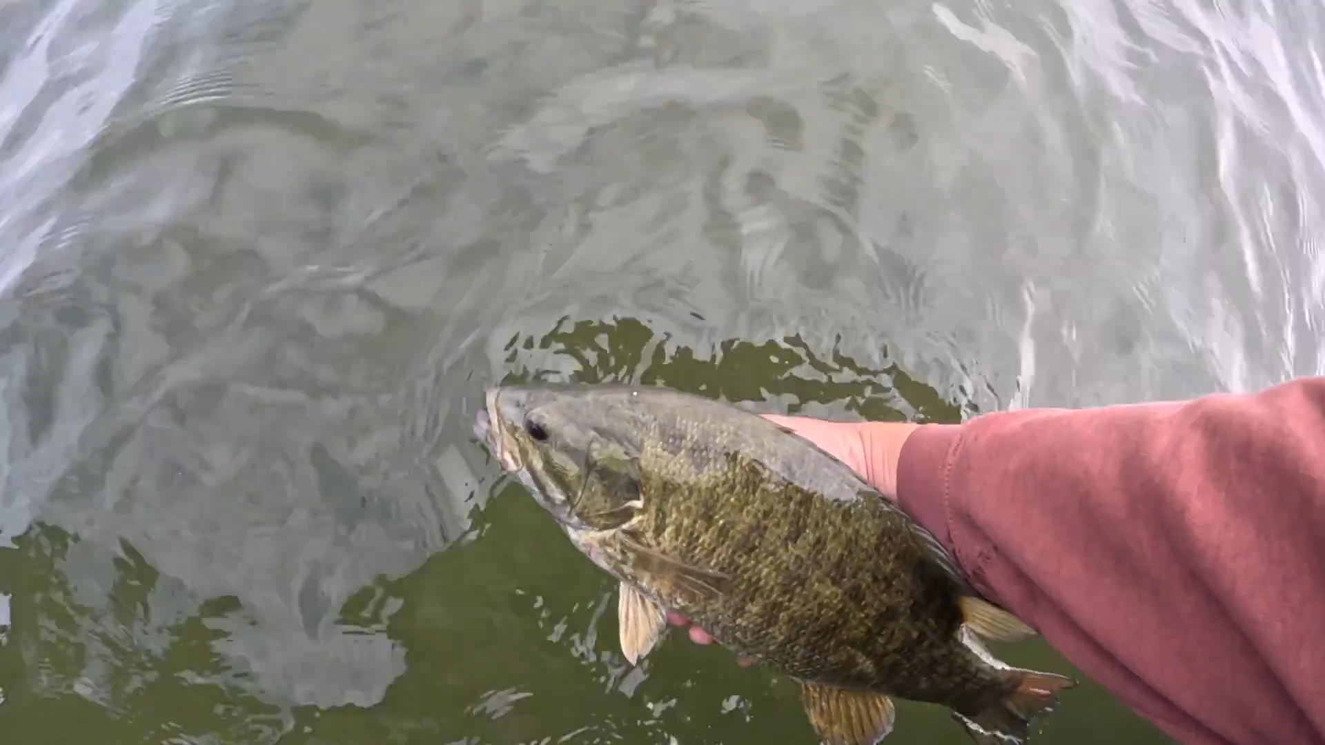 Chasing hungry Lake Erie bass in Presque Isle Bay