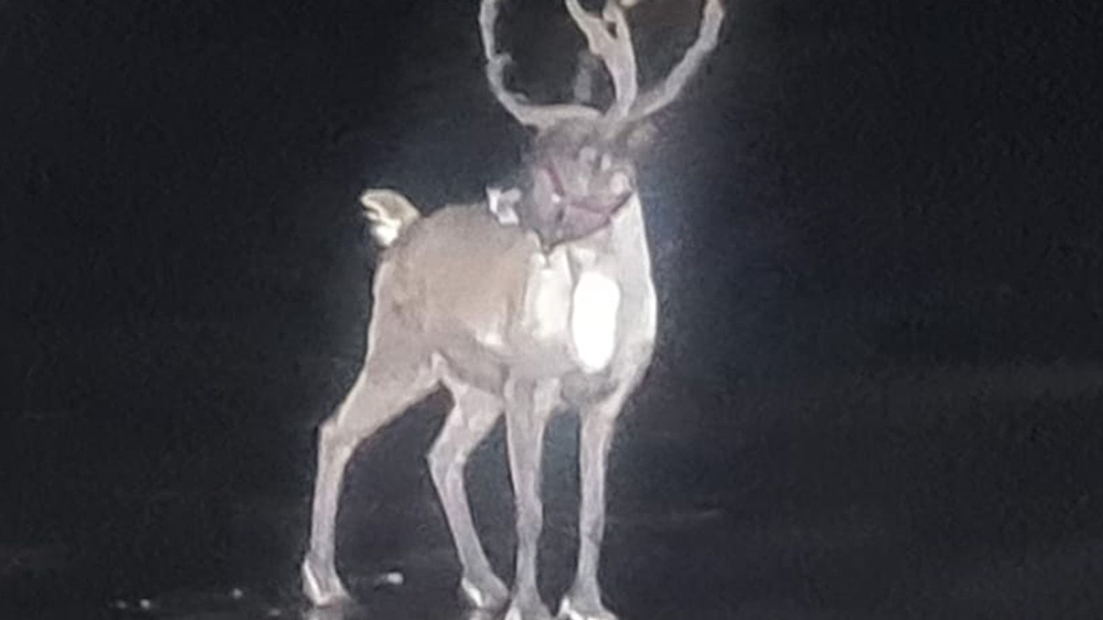 Runaway reindeer sparks emergency rescue operation