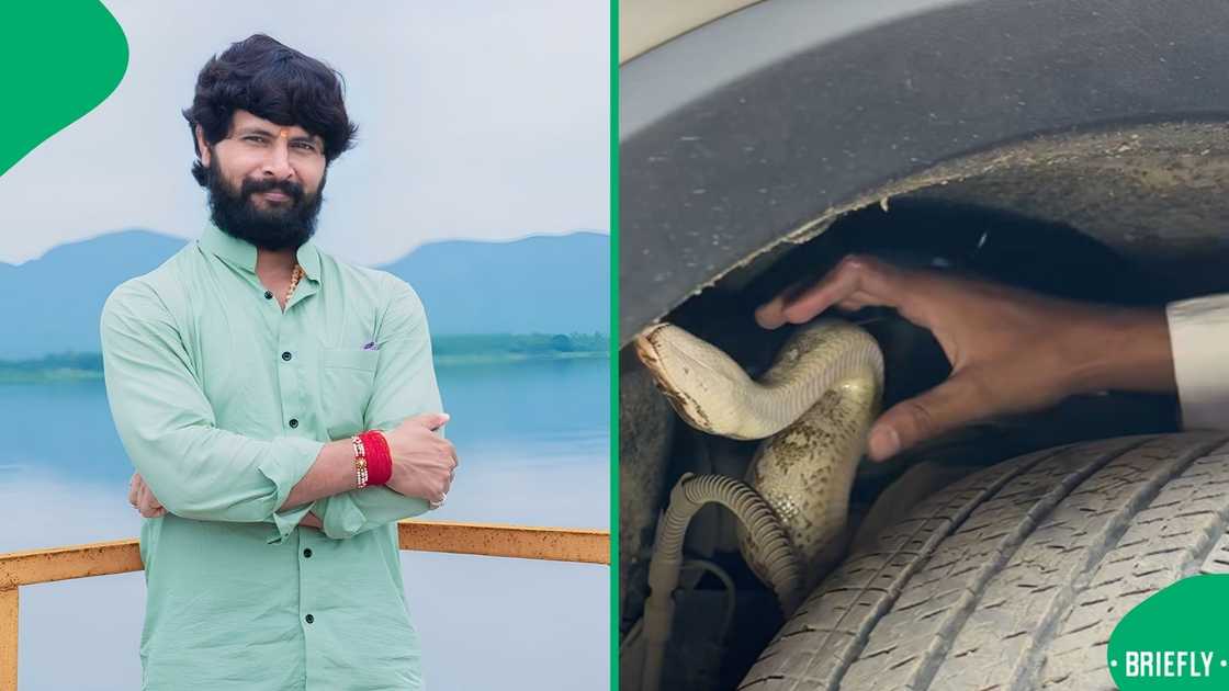 "You're playing with fire": Man attempts daring snake removal from car ...