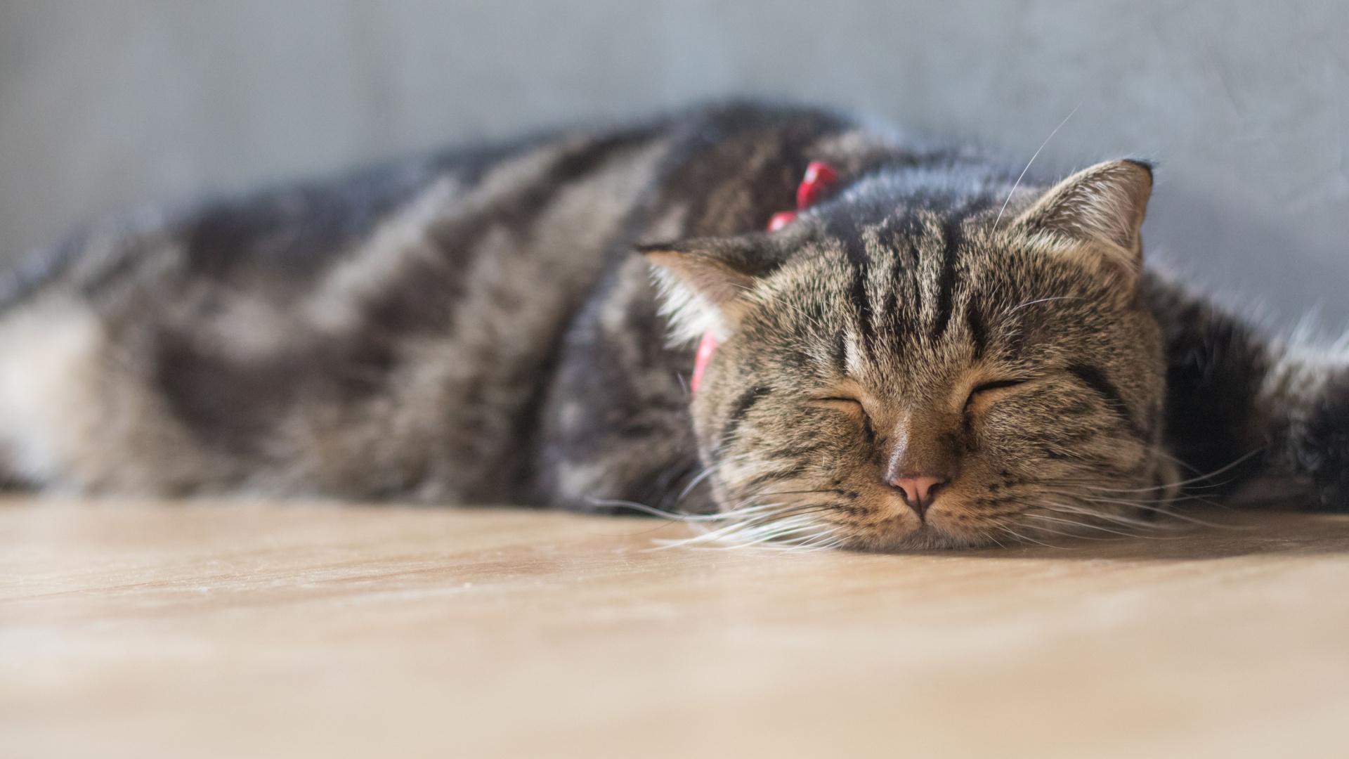 10 Silent Signs Of Kidney Disease In Cats You Might Be Missing