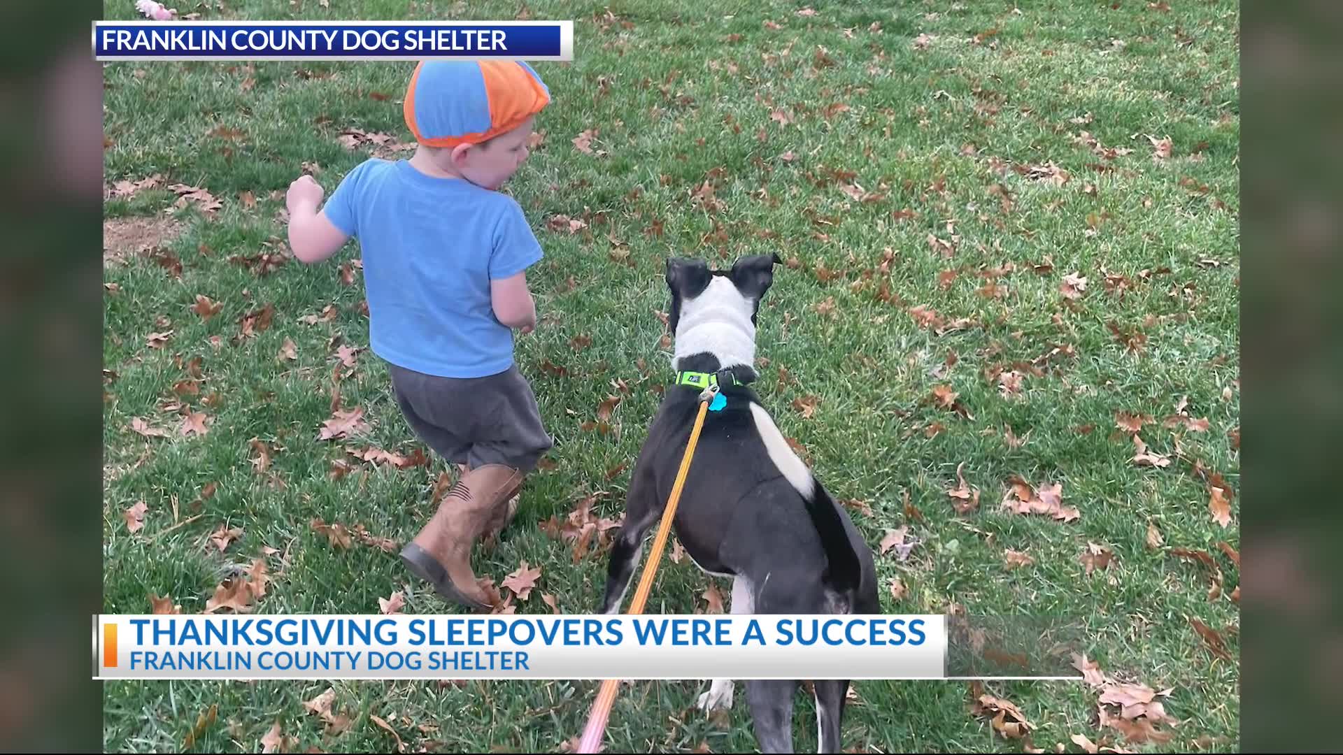 Thanksgiving weekend dog sleepovers a success in Columbus