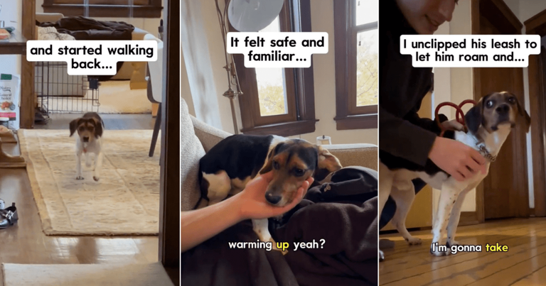 Video: Foster Dog With ‘No Human Interaction' Marks Milestone