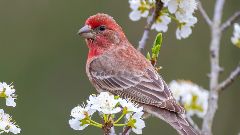 Common birds you don't want to spot flying anywhere near your yard