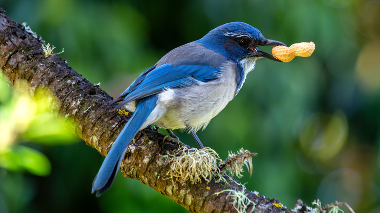 Common birds you don't want to spot flying anywhere near your yard