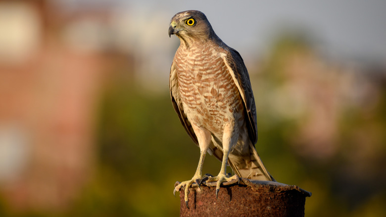 Common birds you don't want to spot flying anywhere near your yard