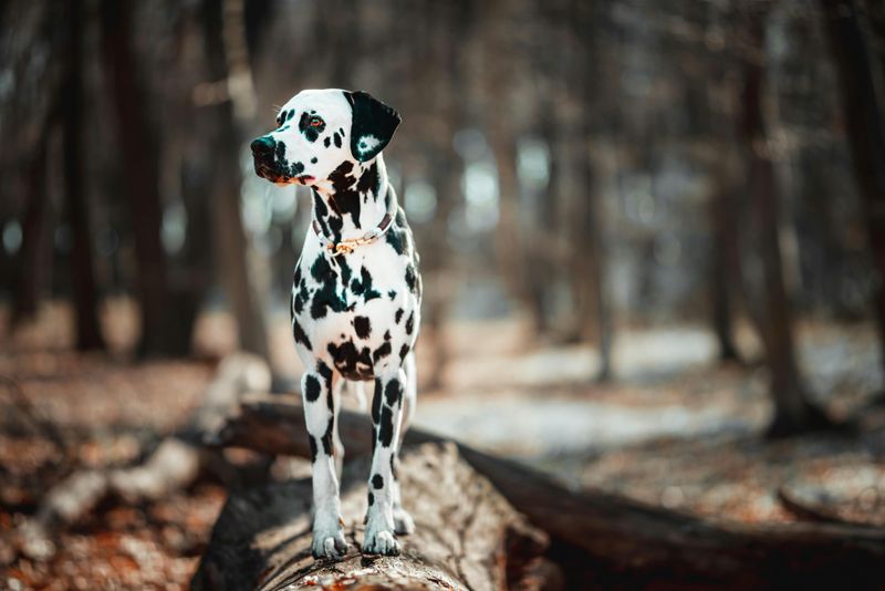 12 Popular Dog Breeds That Many Owners End Up Regretting Choosing