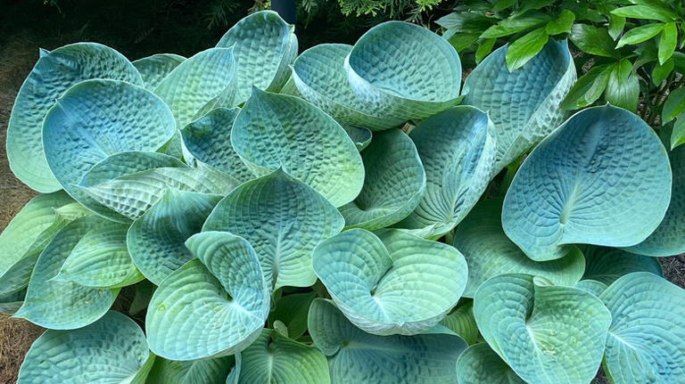 Everything You Need To Know About Your Favorite Hosta Plant