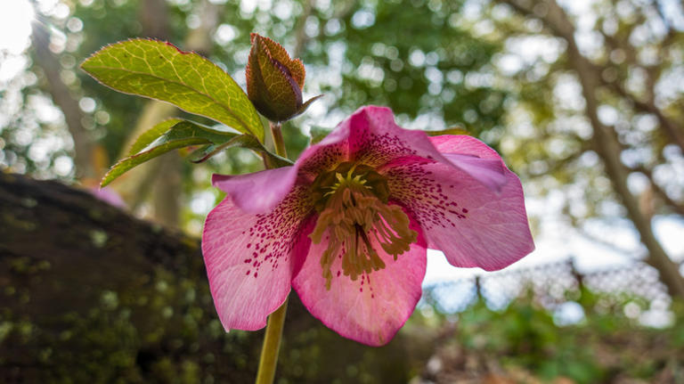 Plant Hellebore Flowers Under This Tree And Watch How They Thrive In ...