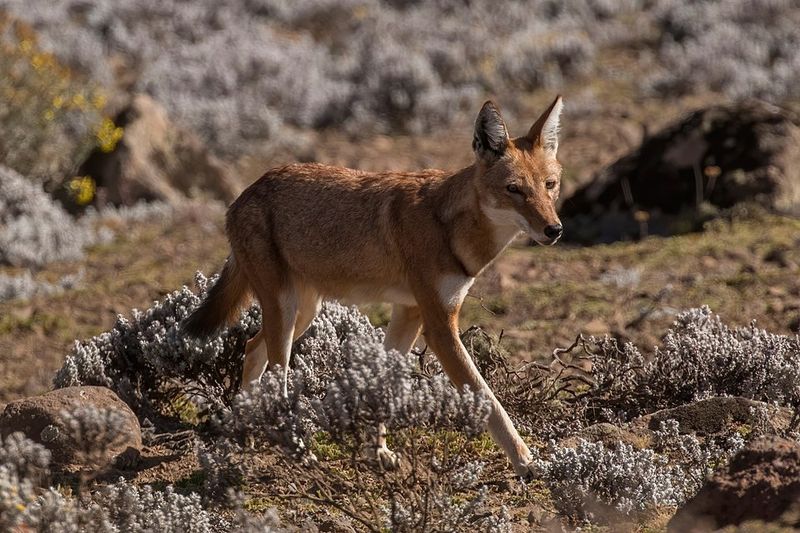 10 of the Rarest Wild Dog Species Found on Earth