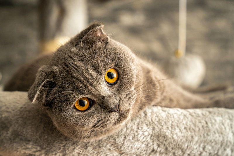 9 Unique Cats That Deserve The Spotlight