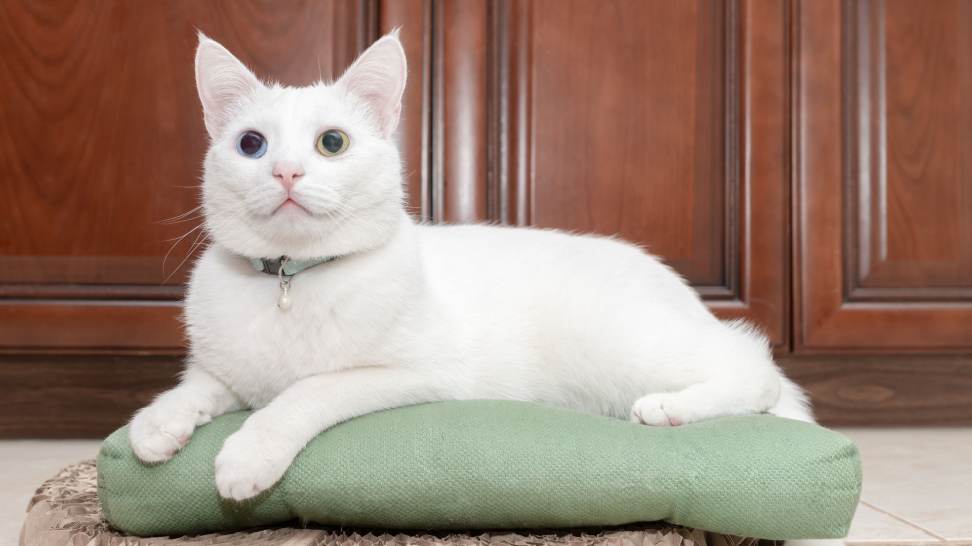 9 Unique Cats That Deserve The Spotlight