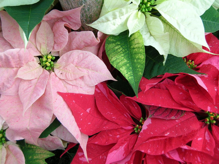How to Pick a Poinsettia That Won’t Die as Soon as You Get It Home