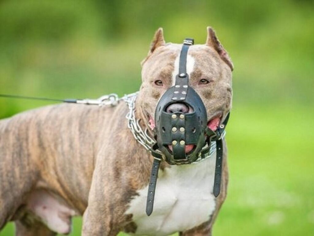 Brügge exige tratar ya su ley tras un nuevo ataque de un pitbull en Córdoba