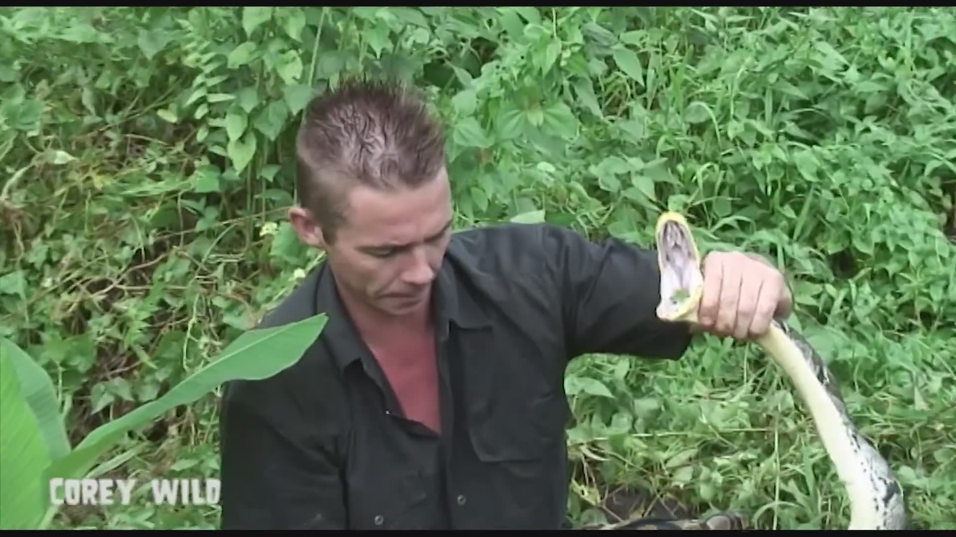Rescuing a massive python that consumed local chickens from village
