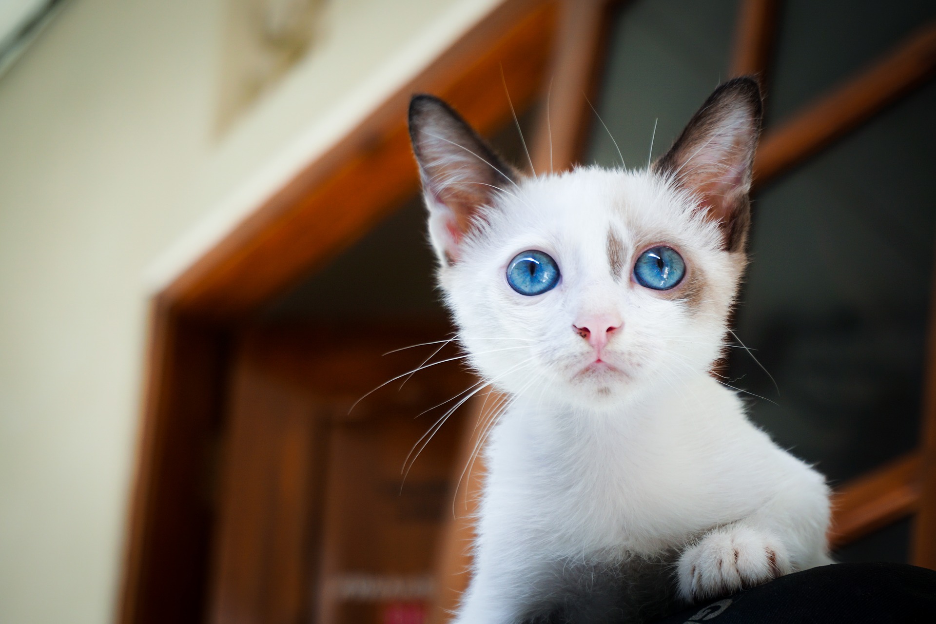 A classic collection of cute kitten photos